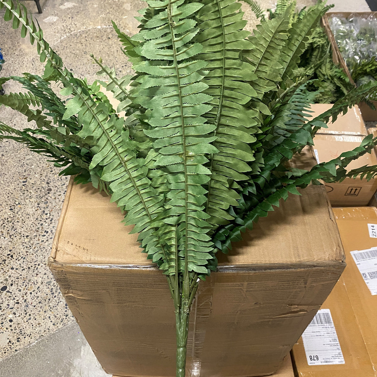 28" Large Boston Fern Bush – The Garden Room and Home